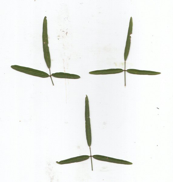 Desmodium strictum Plant Identification (Flower, Leaf, Care, Uses ...