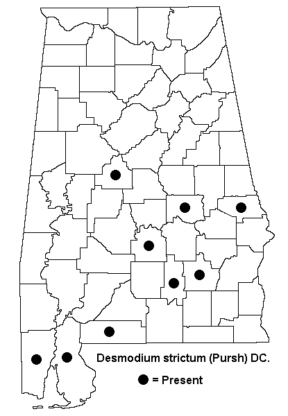 Desmodium strictum Plant Identification (Flower, Leaf, Care, Uses ...