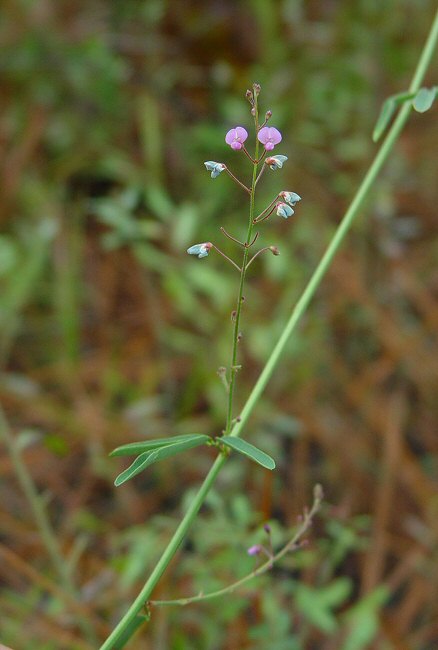 Desmodium strictum Plant Identification (Flower, Leaf, Care, Uses ...
