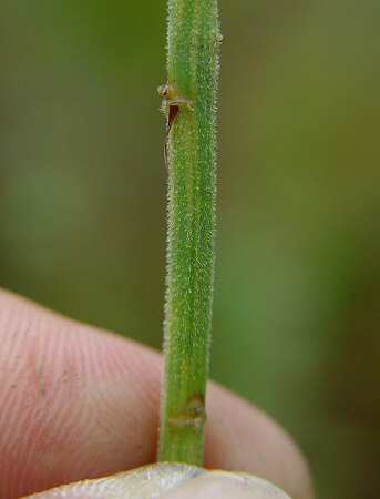 Desmodium strictum Plant Identification (Flower, Leaf, Care, Uses ...