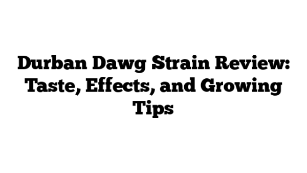 Durban Dawg Strain Review: Taste, Effects, and Growing Tips – 420BB ...