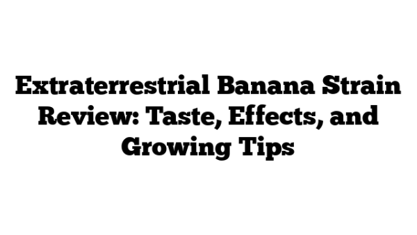 Extraterrestrial Banana Strain Review: Taste, Effects, and Growing Tips ...