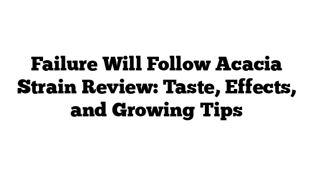 Failure Will Follow Acacia Strain Review: Taste, Effects, and Growing ...