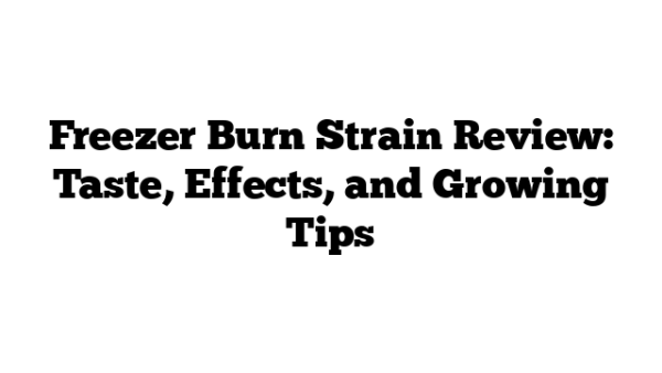 Freezer Burn Strain Review: Taste, Effects, and Growing Tips – 420BB ...