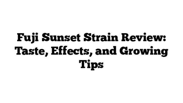 Fuji Sunset Strain Review: Taste, Effects, and Growing Tips – 420 Big Bud