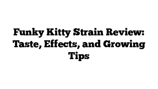 Funky Kitty Strain Review: Taste, Effects, and Growing Tips – 420 Big Bud