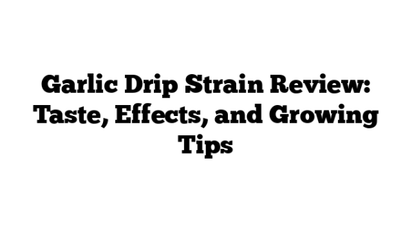 Garlic Drip Strain Review: Taste, Effects, and Growing Tips – 420BB ...
