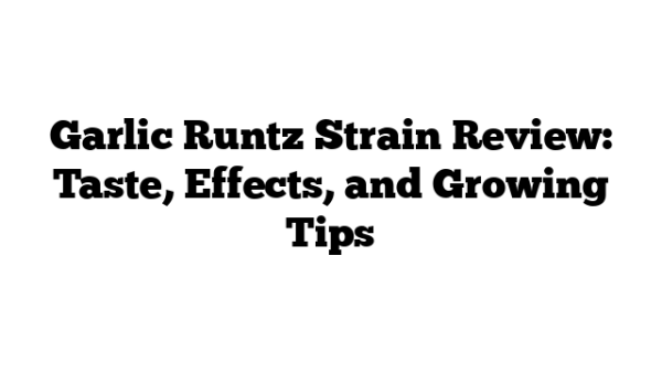 Garlic Runtz Strain Review: Taste, Effects, and Growing Tips – 420BB ...