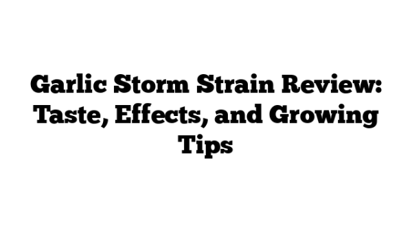 Garlic Storm Strain Review: Taste, Effects, and Growing Tips – 420 Big Bud