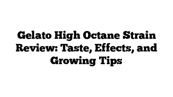 Gelato High Octane Strain Review: Taste, Effects, and Growing Tips ...