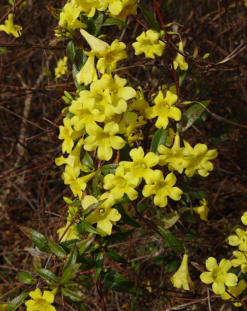 Gelsemium sempervirens Plant Identification (Flower, Leaf, Care, Uses ...