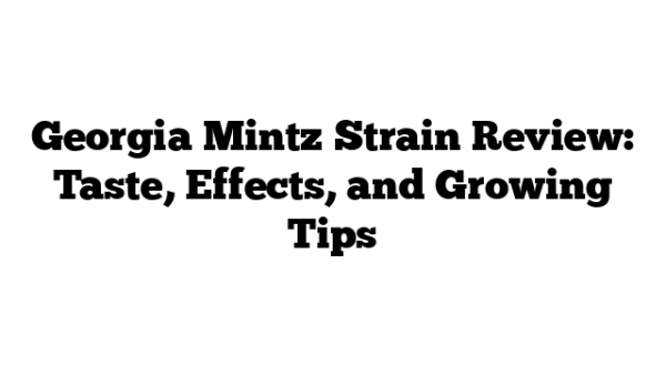 Georgia Mintz Strain Review: Taste, Effects, and Growing Tips – 420 Big Bud