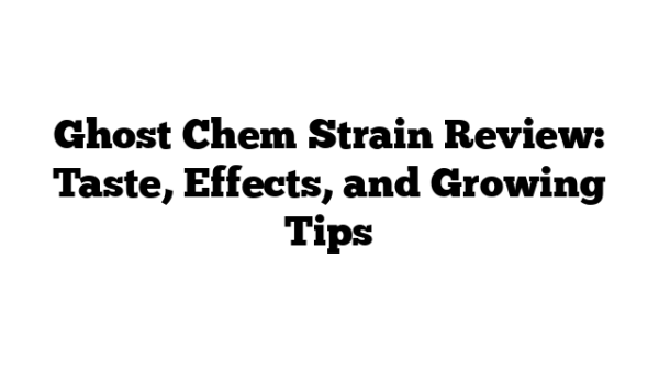 Ghost Chem Strain Review: Taste, Effects, and Growing Tips – 420 Big Bud