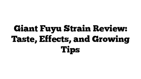 Giant Fuyu Strain Review: Taste, Effects, and Growing Tips – 420 Big Bud