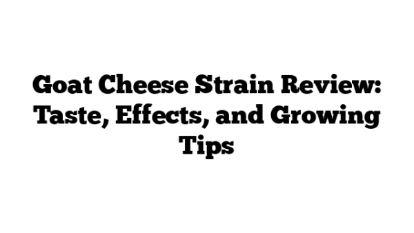 Goat Cheese Strain Review: Taste, Effects, and Growing Tips – 420 Big Bud