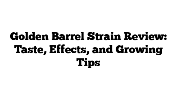 Golden Barrel Strain – A Guide to Taste, Effects, and Growing Tips ...