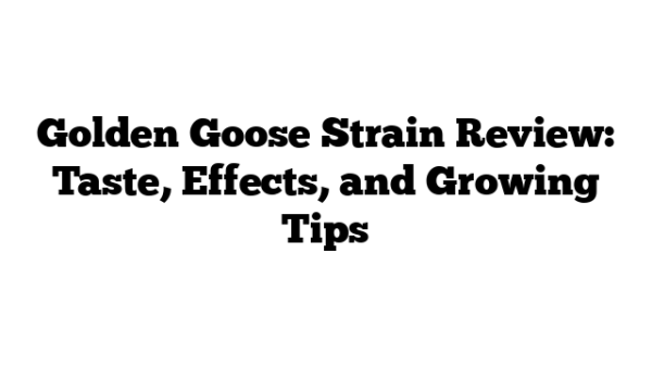 Golden Goose Strain Review: Taste, Effects, and Growing Tips – 420BB ...