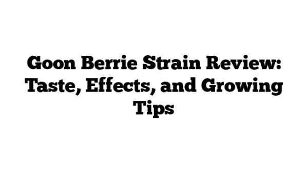 Goon Berrie Strain Review: Taste, Effects, and Growing Tips – 420 Big Bud