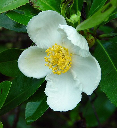 Gordonia lasianthus Plant Identification (Flower, Leaf, Care, Uses ...