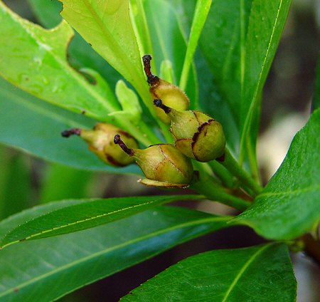 Gordonia lasianthus Plant Identification (Flower, Leaf, Care, Uses ...