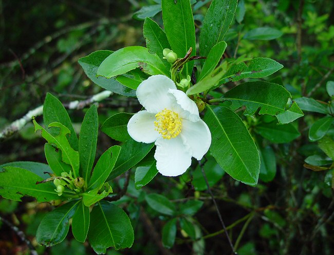 Gordonia lasianthus Plant Identification (Flower, Leaf, Care, Uses ...