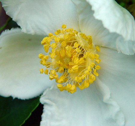 Gordonia lasianthus Plant Identification (Flower, Leaf, Care, Uses ...