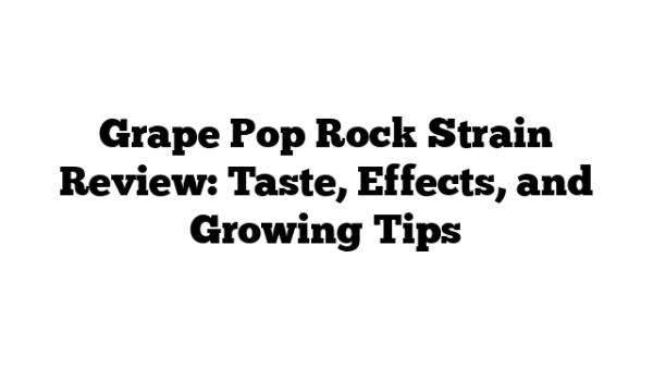 Grape Pop Rock Strain Review: Taste, Effects, and Growing Tips – 420BB ...
