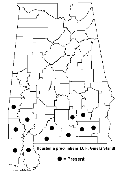 Houstonia procumbens Plant Identification (Flower, Leaf, Care, Uses ...