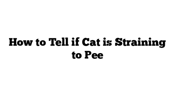 How to Tell if Your Cat is Straining to Pee – 420 Big Bud