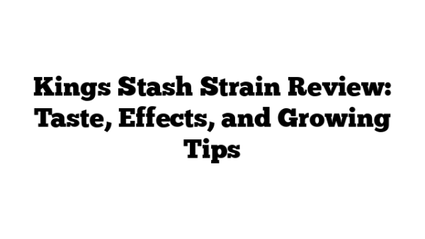 Kings Stash Strain Review: Taste, Effects, and Growing Tips – 420 Big Bud