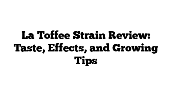 La Toffee Strain Review: Taste, Effects, and Growing Tips – 420BB ...