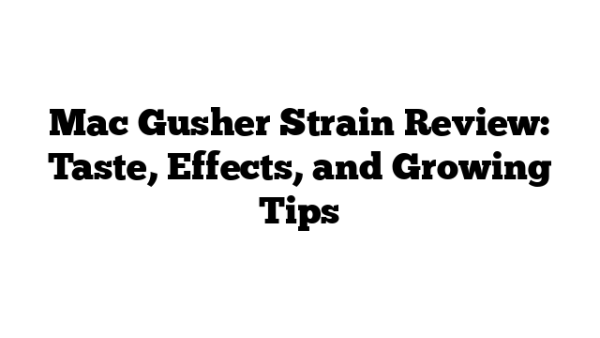 Mac Gusher Strain Review: Taste, Effects, and Growing Tips – 420BB ...