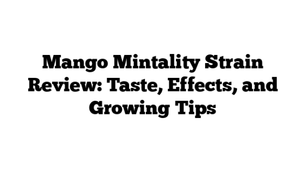 Mango Mintality Strain Review: Taste, Effects, and Growing Tips – 420 ...