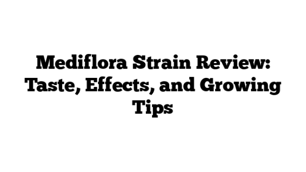 Mediflora Strain Review: Taste, Effects, and Growing Tips – 420 Big Bud