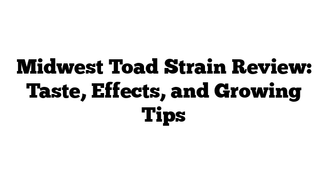 Midwest Toad Strain Review: Taste, Effects, and Growing Tips – 420 Big Bud