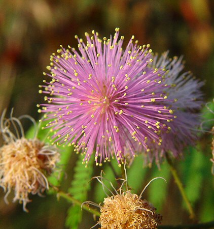 Mimosa microphylla Plant Identification (Flower, Leaf, Care, Uses ...