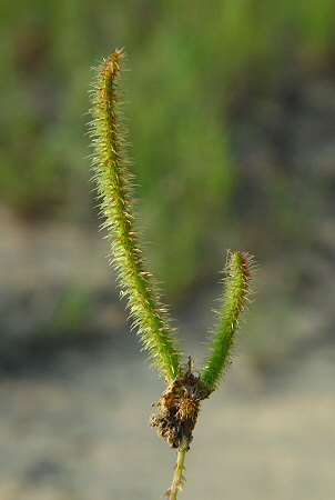 Mimosa microphylla Plant Identification (Flower, Leaf, Care, Uses ...