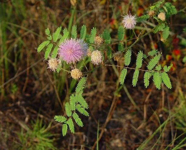 Mimosa microphylla Plant Identification (Flower, Leaf, Care, Uses ...