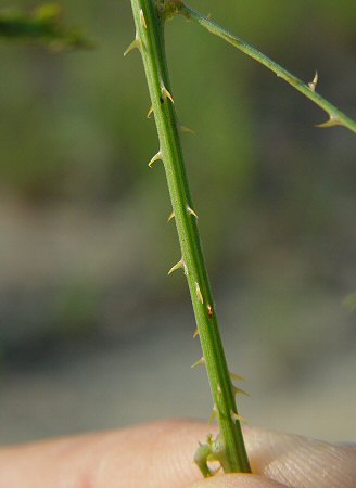Mimosa microphylla Plant Identification (Flower, Leaf, Care, Uses ...