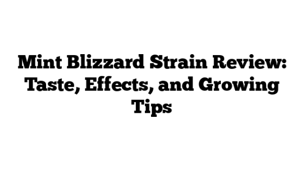 Mint Blizzard Strain Review: Taste, Effects, and Growing Tips – 420BB ...