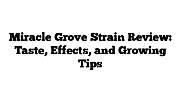Miracle Grove Strain Review: Taste, Effects, and Growing Tips – 420 Big Bud