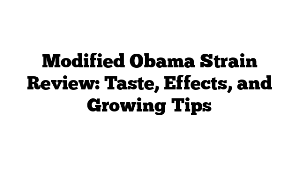 Modified Obama Strain Review: Taste, Effects, and Growing Tips – 420BB ...