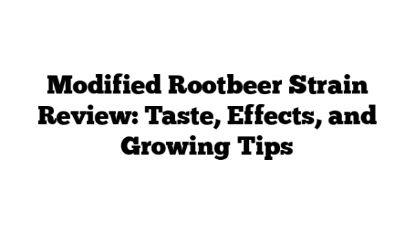 Modified Rootbeer Strain Review: Taste, Effects, and Growing Tips – 420 ...