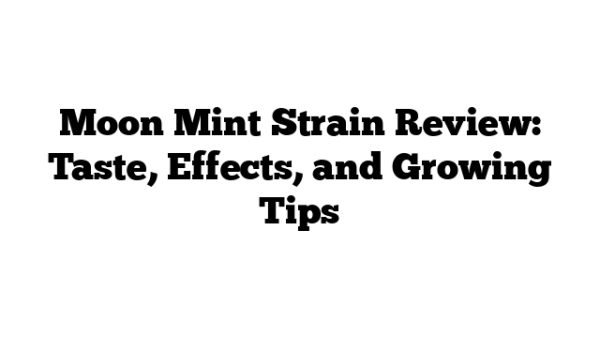 Moon Mint Strain Review: Taste, Effects, and Growing Tips – 420 Big Bud
