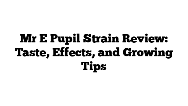 Mr E Pupil Strain Review: Taste, Effects, and Growing Tips – 420 Big Bud