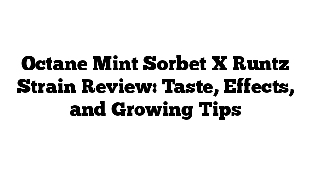 Octane Mint Sorbet X Runtz Strain Review: Taste, Effects, and Growing ...