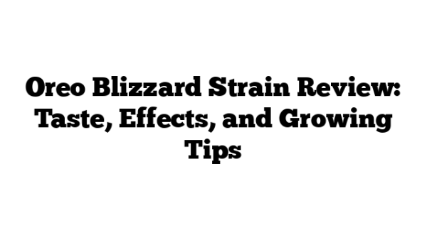 Oreo Blizzard Strain Review: Taste, Effects, and Growing Tips – 420 Big Bud