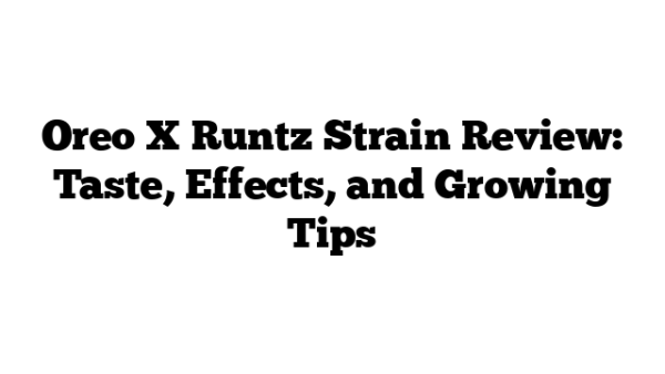 Oreo X Runtz Strain Review: Taste, Effects, and Growing Tips – 420 Big Bud