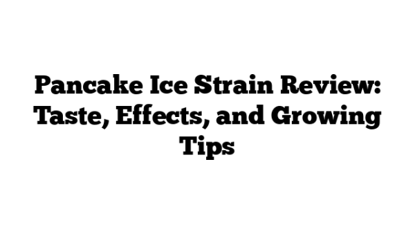 Pancake Ice Strain Review: Taste, Effects, and Growing Tips – 420BB ...