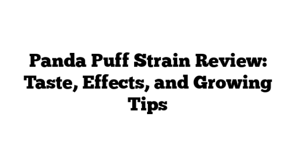 Panda Puff Strain Review: Taste, Effects, and Growing Tips – 420 Big Bud